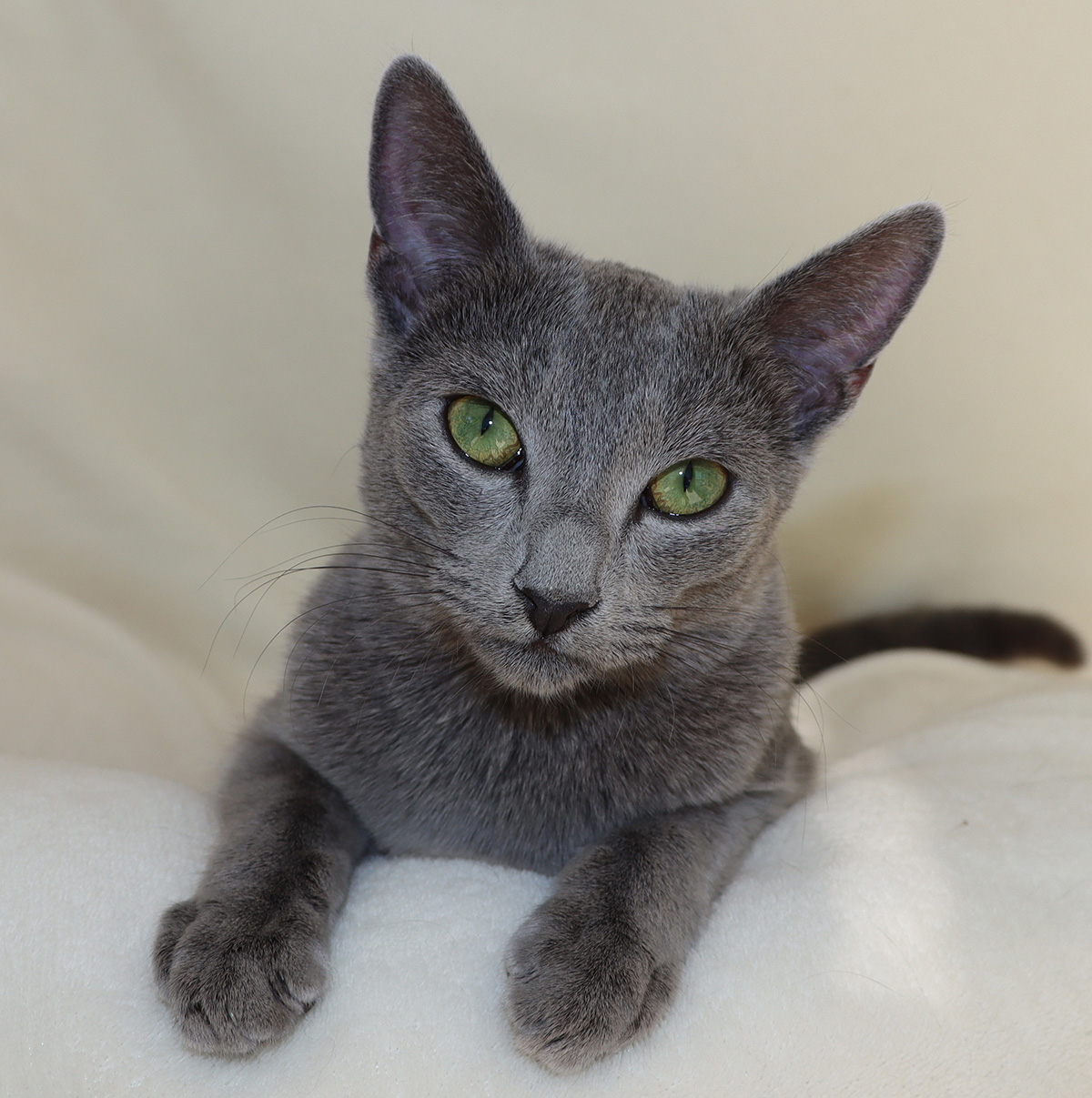 Our cats - Russian Blue Cattery