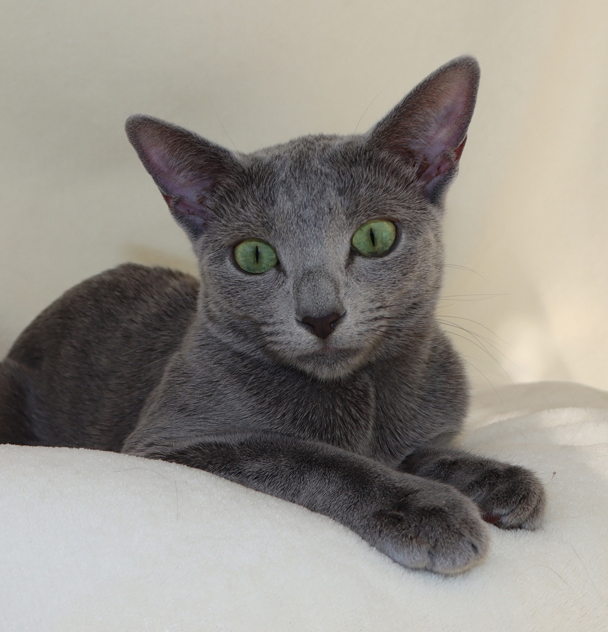 Our cats - Russian Blue Cattery
